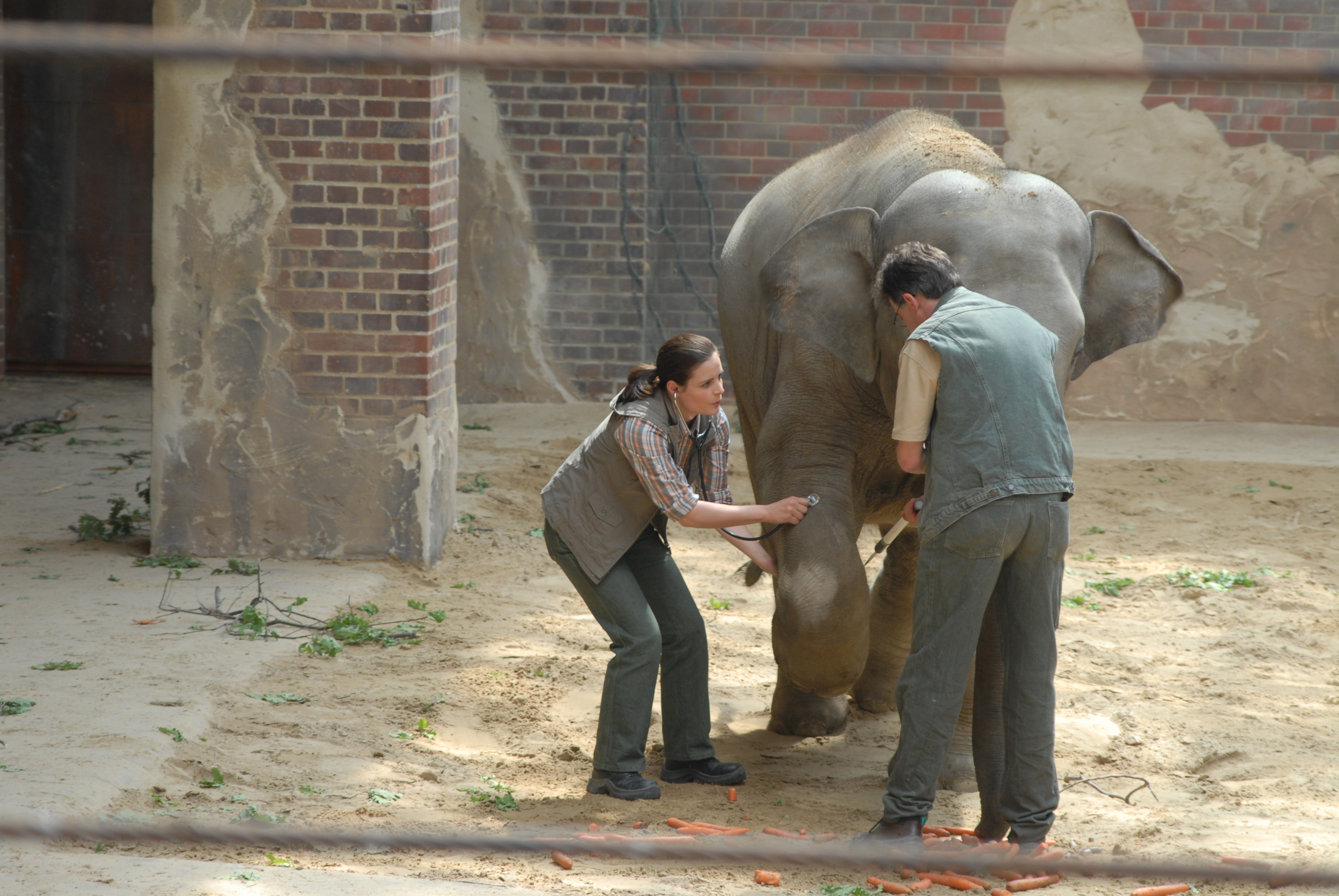 Estas son las claves de ‘Doctora en el zoo’, lo nuevo de Nova